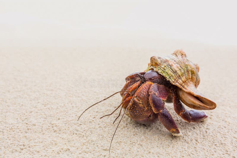 Bernard-l'hermite Sur La Plage Image stock - Image du hermite, bord ...