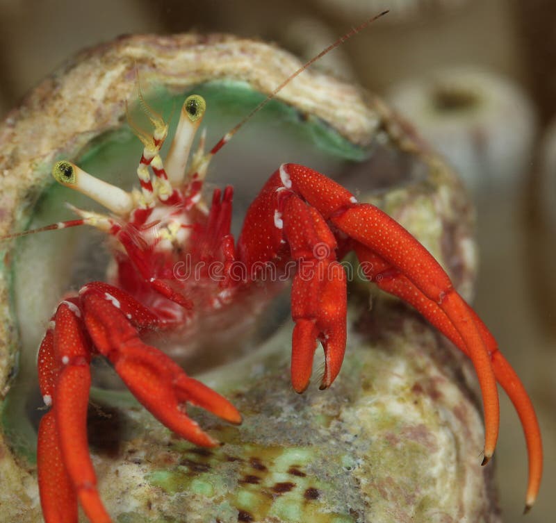 Bernard l'ermite image stock. Image du lune, conque, minuscule - 98900467