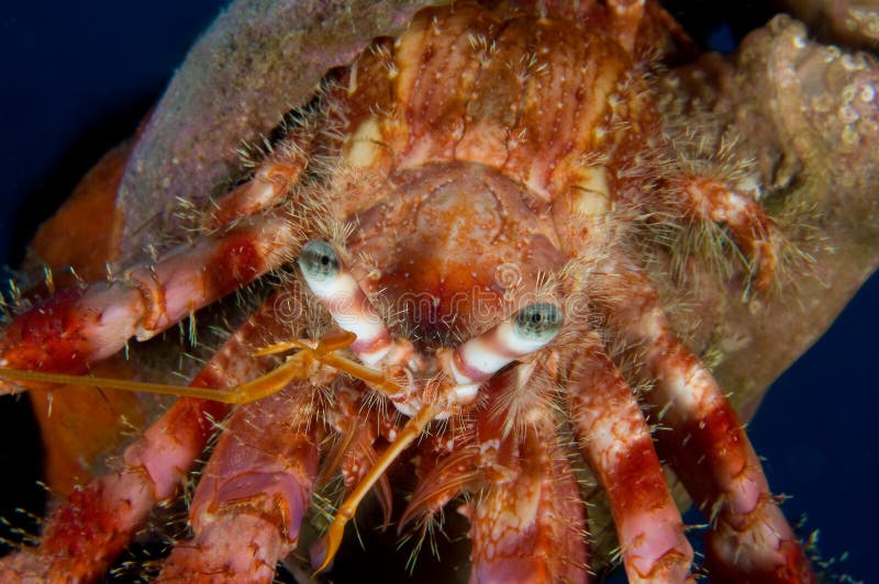 Bernard L'ermite De Décorateur Avec Des Tuniciers Sur La Coquille ...