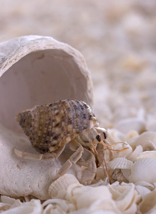 Bernard L'ermite Sur La Plage Photo stock - Image du trois, petit: 28996492