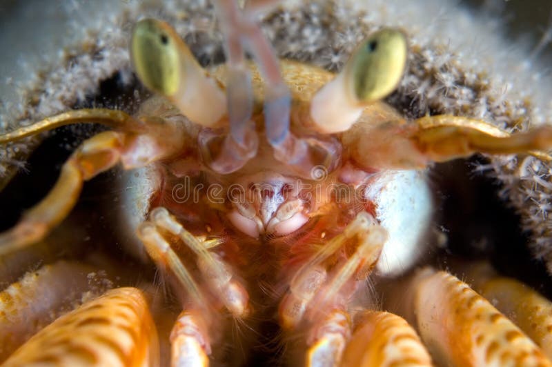 Bernard L'ermite. Orientation Dans La Bouche Photo stock - Image du ...