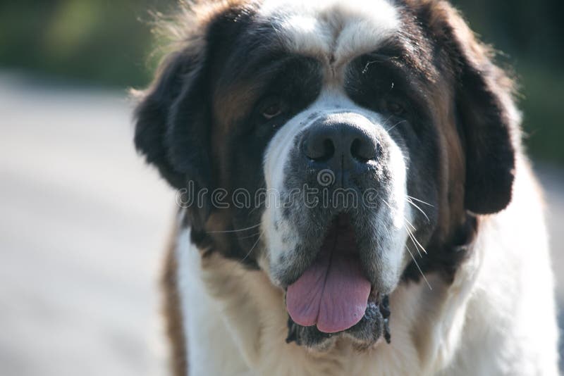 Bernardo the dog stock image. Image of country, live - 49759625