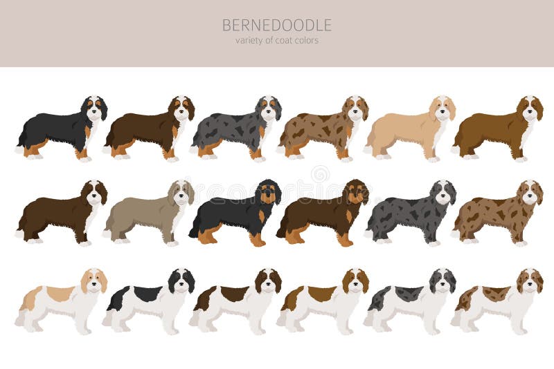 Bernedoodle Mix Breed Clipart. Different Coat Colors and Poses Set ...