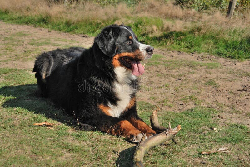 Berner Sennen dog stock image. Image of view, outdoor - 83269003