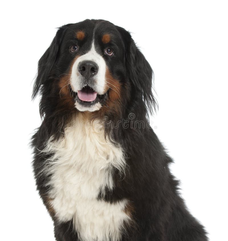 Berner sennen Hund stockbild. Bild von haustier, braun - 9317547