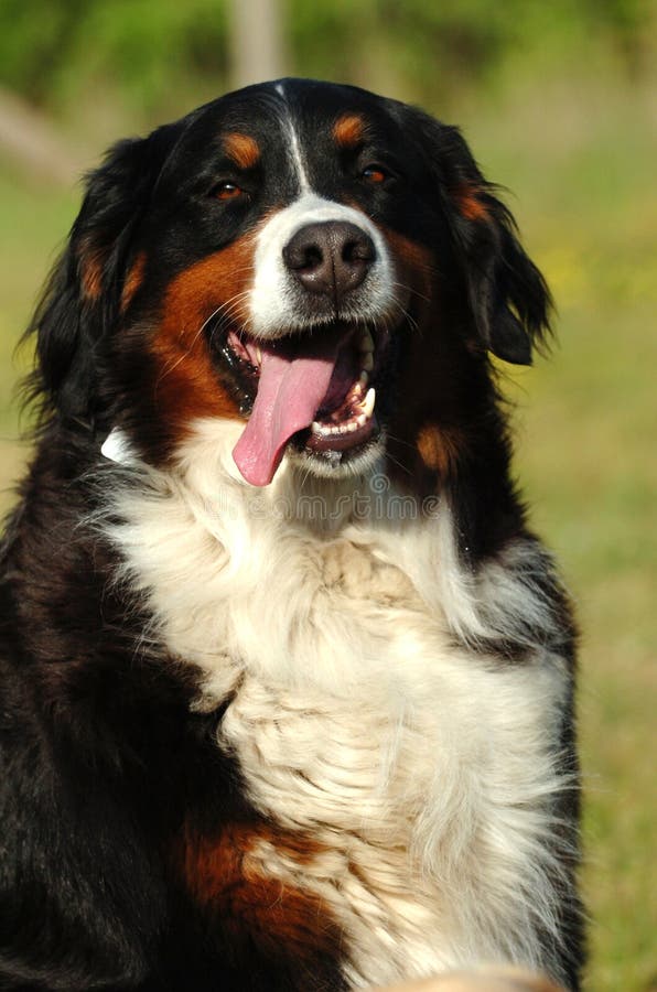 Berner sennen Hund stockbild. Bild von lügen, unschärfe - 9317547
