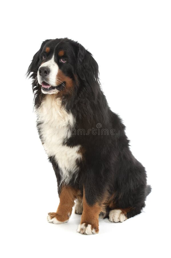 Berner sennen o cão imagem de stock. Imagem de inteligente - 16471553