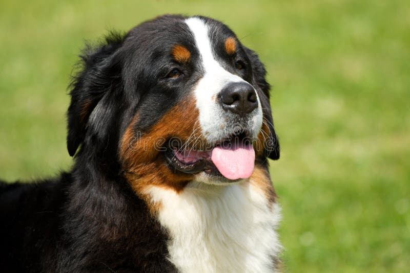 Berner Sennenhund fotografering för bildbyråer. Bild av lyhördhet ...