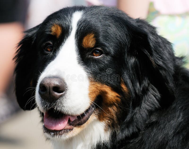 Berner Sennenhund dog stock image. Image of obedience - 24153783