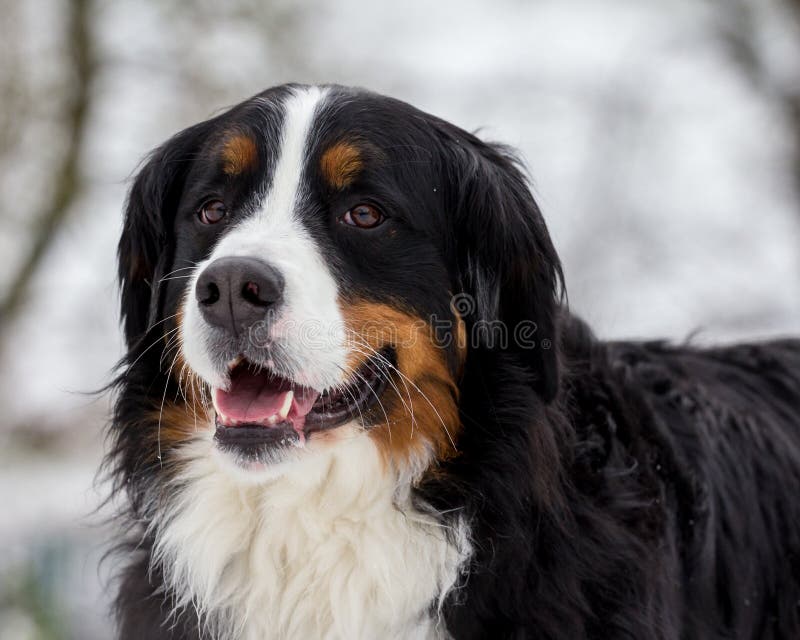 Bernese Dog Portrait stock photo. Image of furry, bernese - 49444666