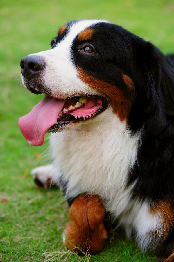 Cute Bernese Mountain Dog stock image. Image of bernese - 26917867