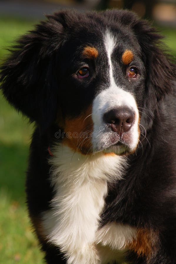American Cocker Spaniel Portrait Stock Image - Image of american ...