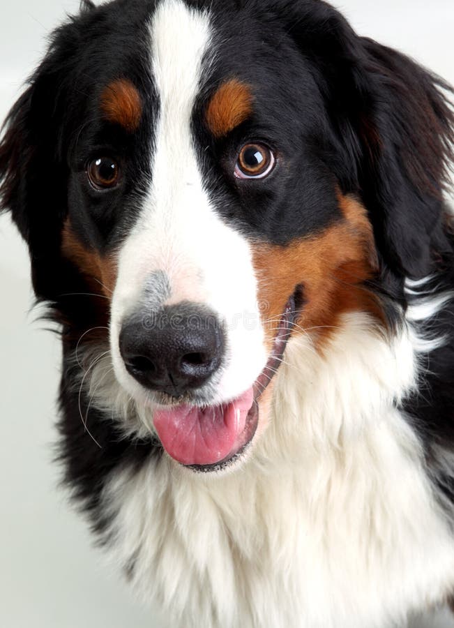 Bernese mountain dog stock photo. Image of obedient, happy - 22776216