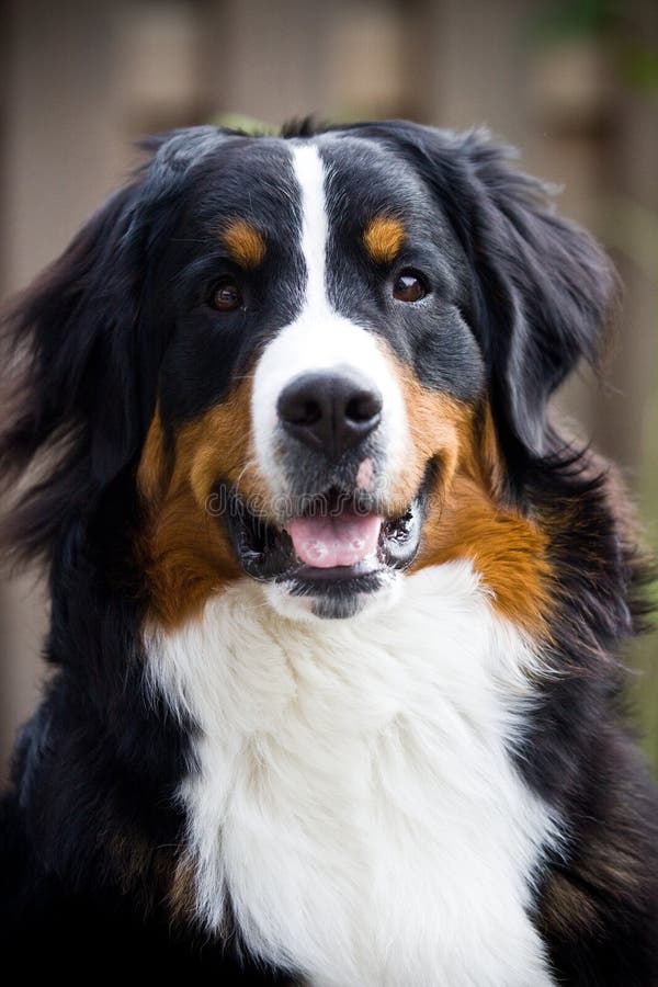 Cute Bernese Mountain Dog stock image. Image of bernese - 26917867
