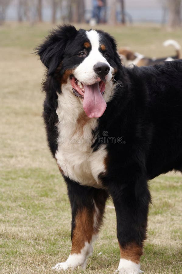 Bernese Mountain Dog Picture. Image: 4532316