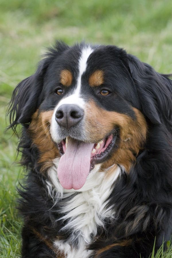 Bernese mountain dog stock image. Image of brown, animal - 4674123