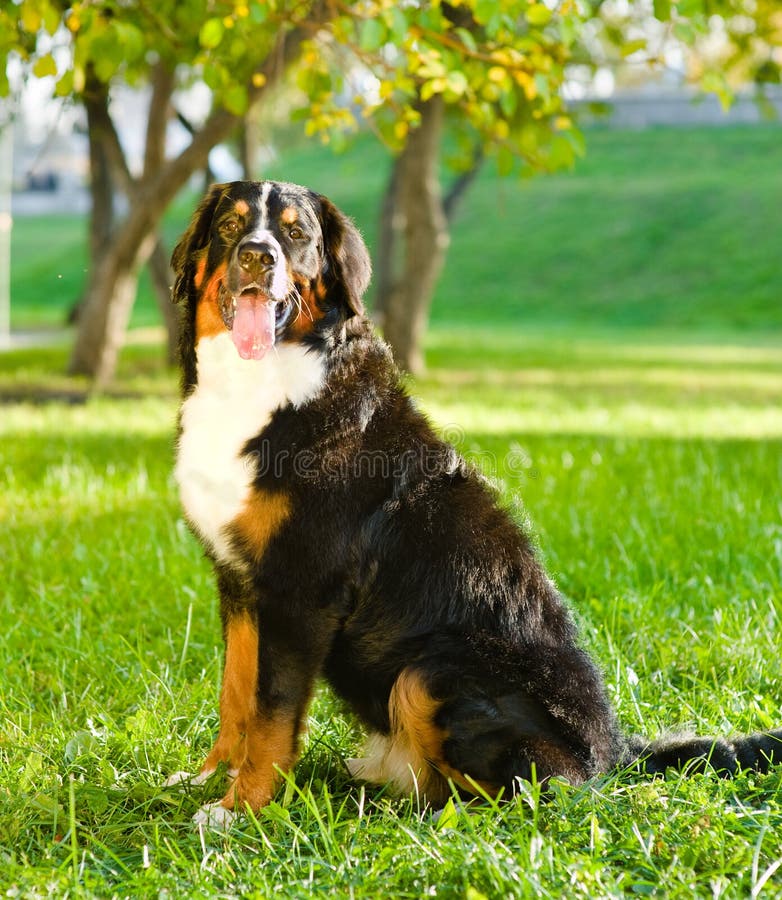 Bernese Mountain Dog (Berner Sennenhund) Sitting on Grass Stock Photo ...