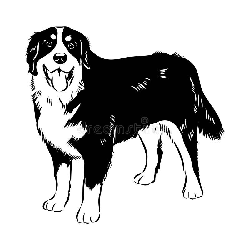 Bernese Mountain Dog - Isolated Vector Illustration Stock Vector ...