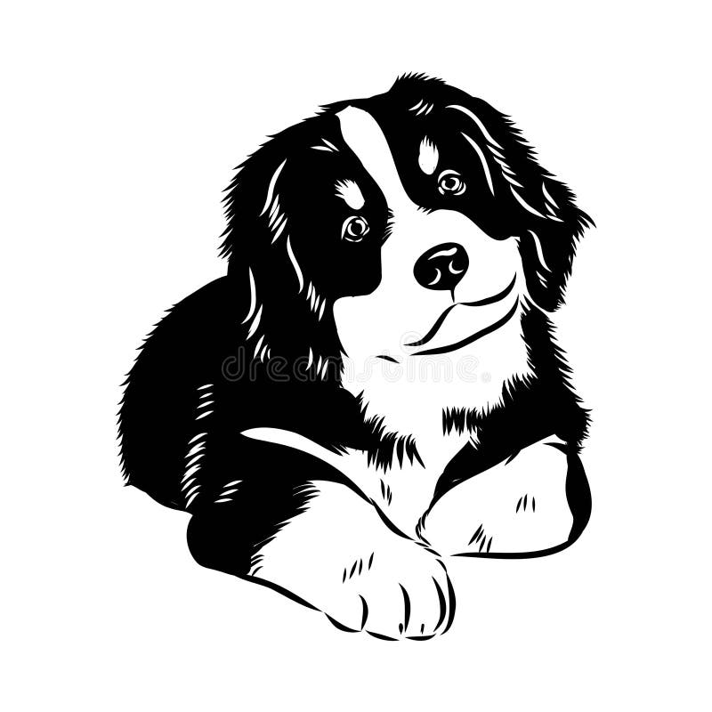Bernese Mountain Dog - Isolated Vector Illustration Stock Vector ...