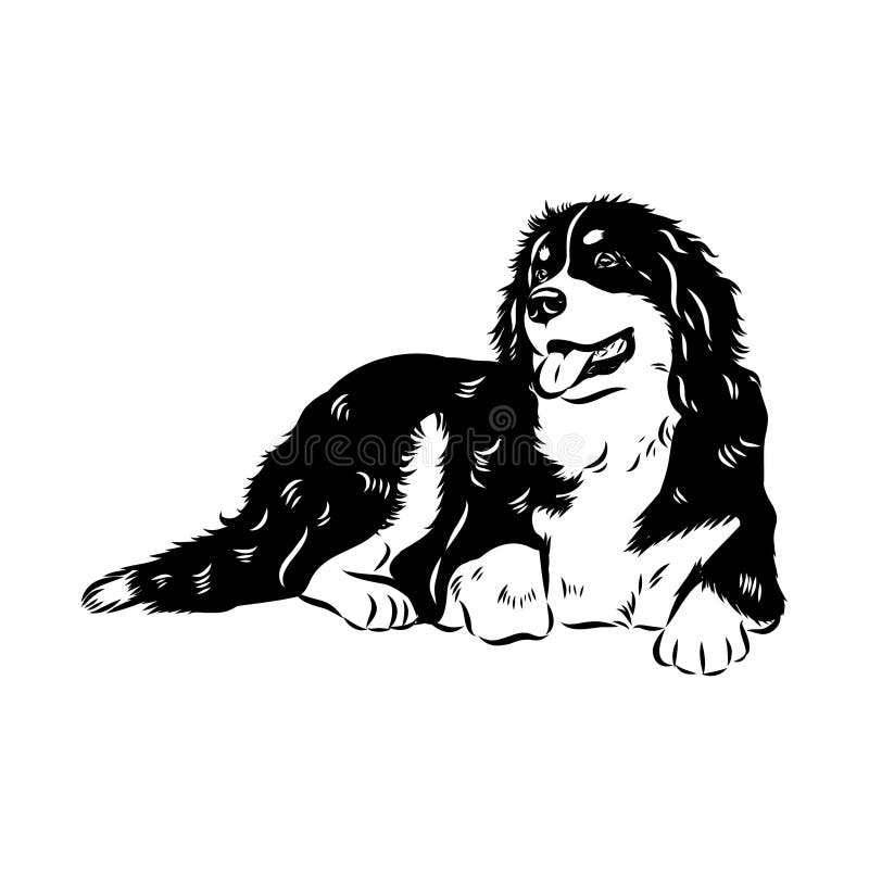Bernese Mountain Dog - Isolated Vector Illustration Stock Vector ...