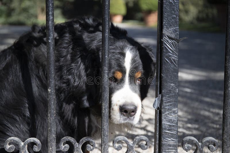 Bernese Mountain Dog Looking through Gate`s Bars Stock Image - Image of ...