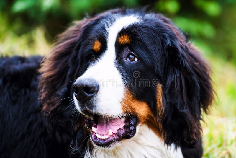 Haired Looking Lying Mammal Nature Obedience Obedient One Pedigree Pet ...