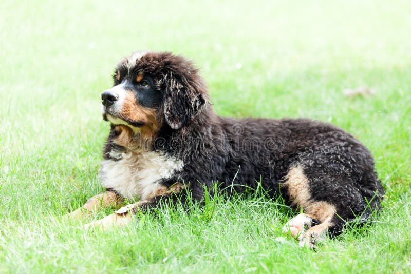 Bernese mountain dog stock photo. Image of swiss, sheepdog - 46712530