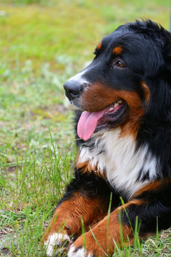 Bernese Mountain Dog or Bernese Shepherd on a Walk Stock Photo - Image ...