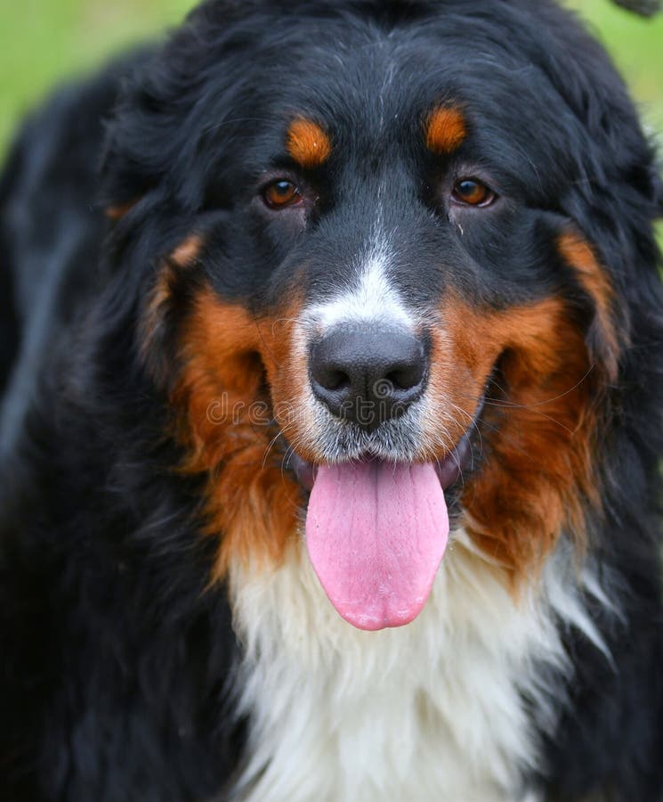 Bernese Mountain Dog or Bernese Shepherd on a Walk Stock Photo - Image ...