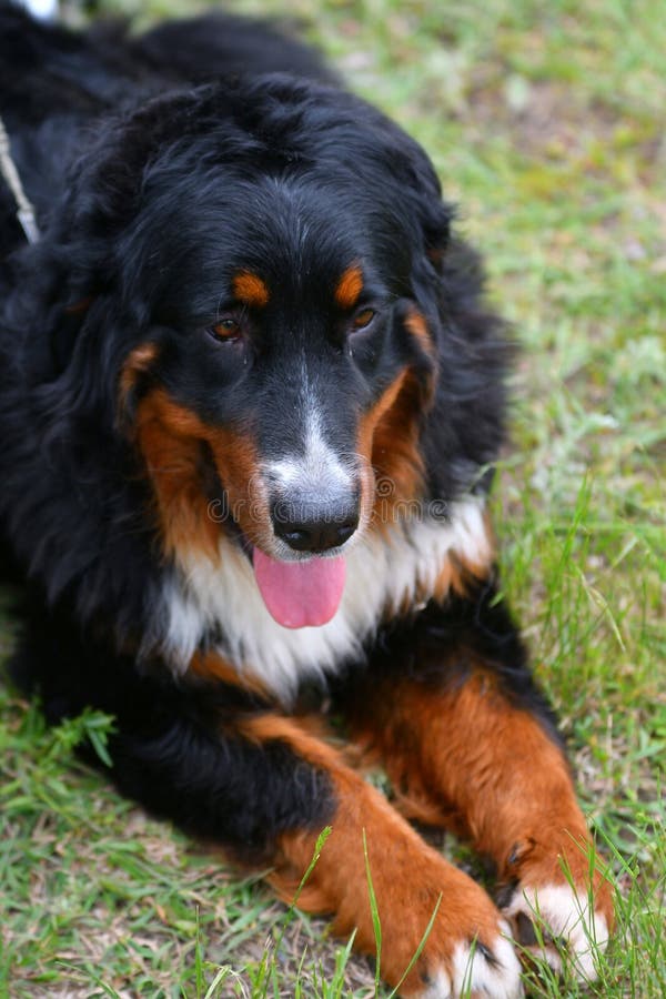 Bernese Mountain Dog or Bernese Shepherd on a Walk Stock Photo - Image ...
