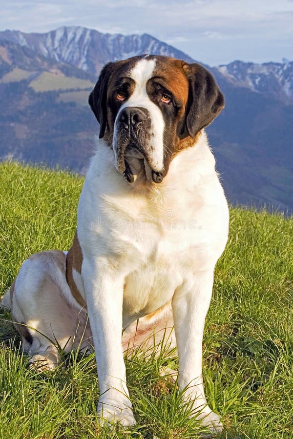Bernhardiner-Hund mit Fass stockfoto. Bild von europa - 20915792