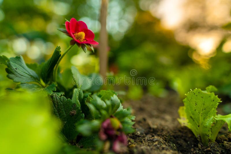 Berried Treasure Red Strawberry Blooming Red. Red Flowered Strawberry ...