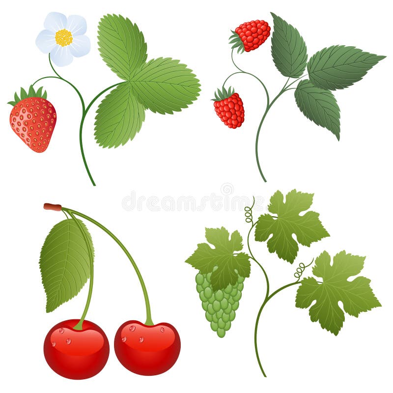 Parts of Plant. Morphology of Strawberry Plant with Green Leaves, Red ...