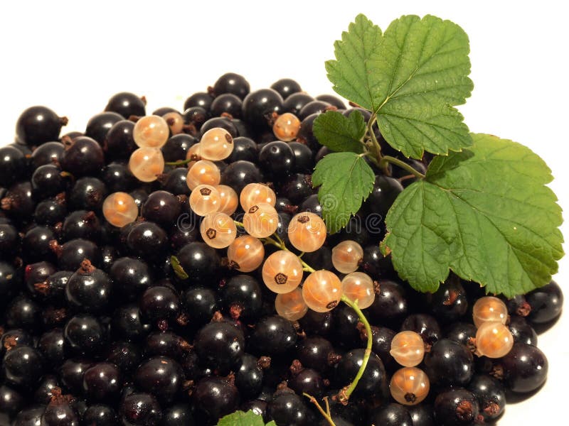 Berries Picture. Image: 2778345