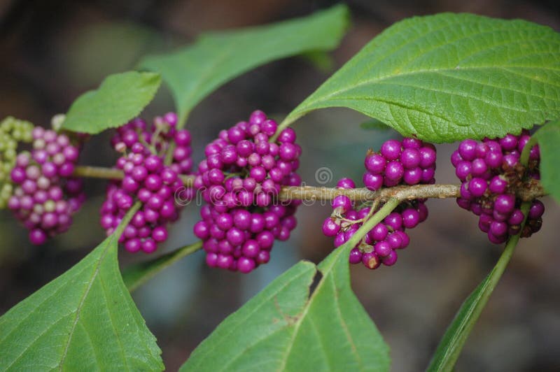 Berries stock image. Image of pollen, berries, leaves - 3174771
