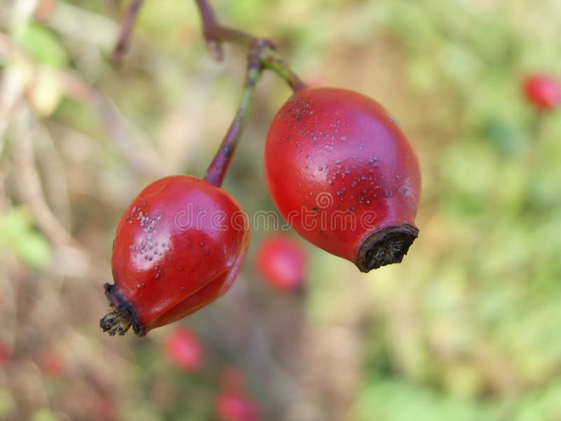 Berries Picture. Image: 361787