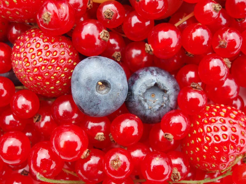 Summer berries stock image. Image of close, juicy, snack - 3208699