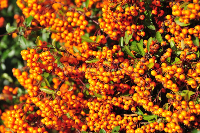 Berries stock photo. Image of seasonal, autumn, outdoor - 7282898