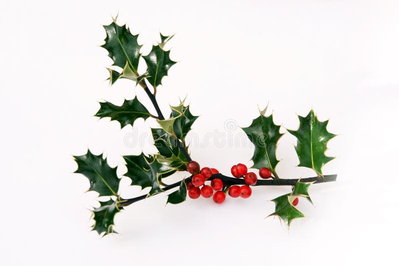 Berries along holly sprig stock image. Image of holly - 11675683
