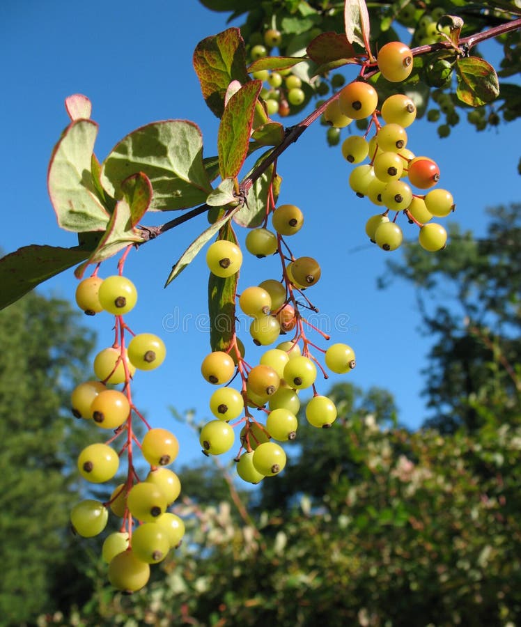 The Berries of Barberry (Berberis) in the Park Stock Image - Image of ...