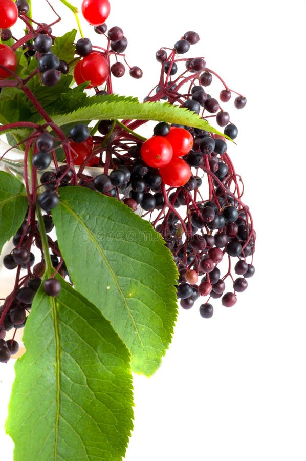 Berries of bird cherry stock photo. Image of cherry, fresh - 6642462