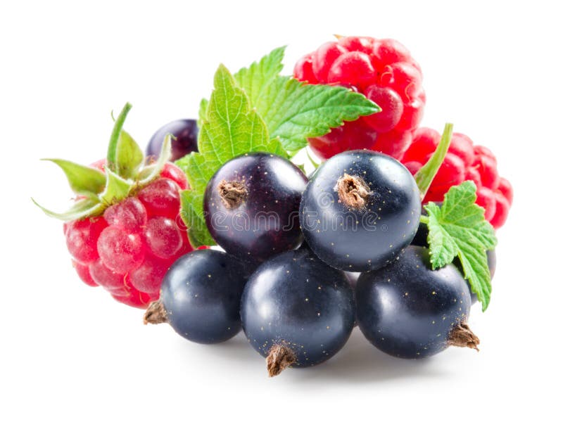 Berries. Black Currant with Raspberry Isolated on White Stock Photo ...