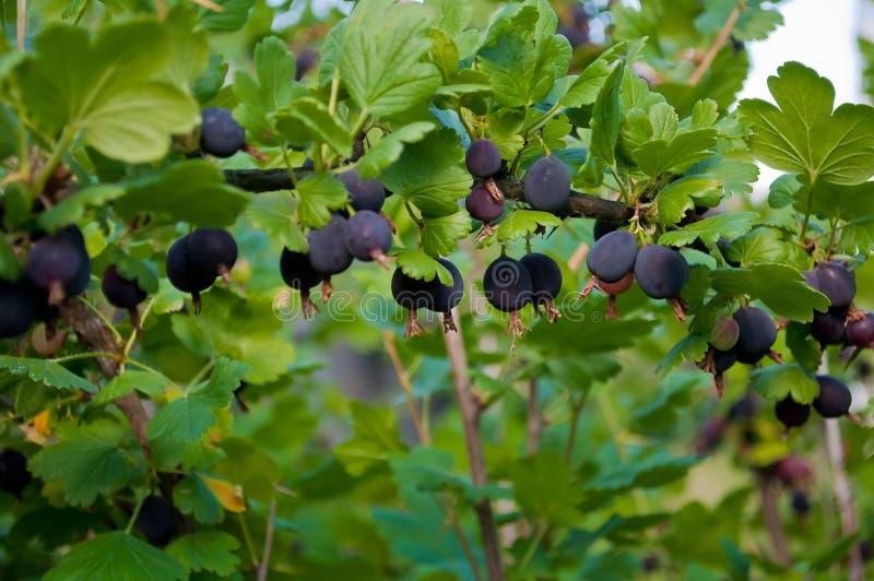 Berries Black Gooseberry on the Branch Stock Image - Image of nature ...