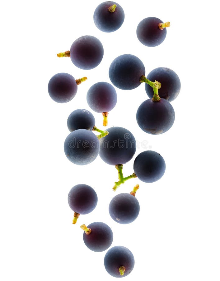 Berries of Black Grapes Fall in Space. Surround Back Light Stock Photo ...