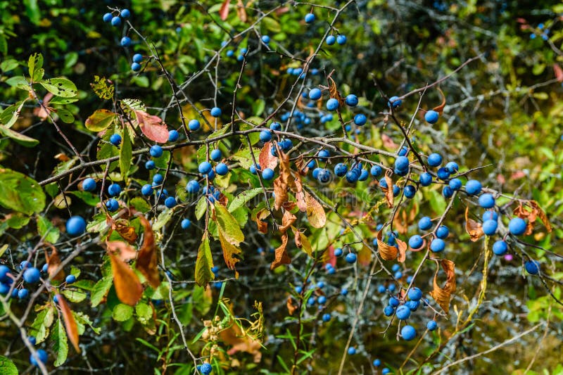 Berries of the Blackthorn Bush in Forest on Summer Stock Image - Image ...