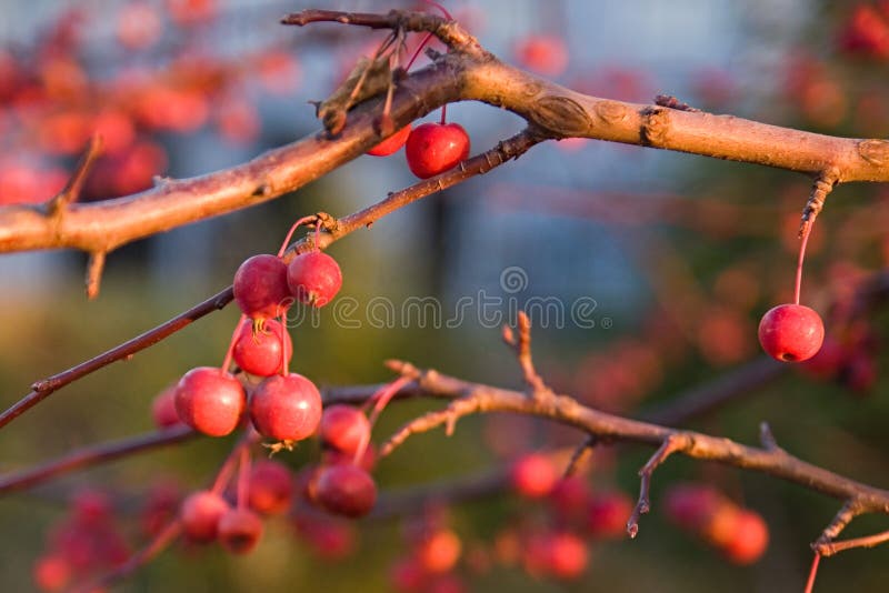Berries on a branch. stock image. Image of park, beauty - 6993559