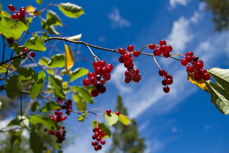 Berries on branch stock image. Image of branch, ripe - 44200465