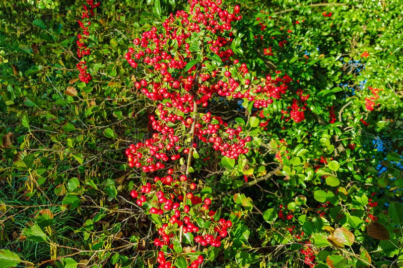 Berries of Burning Bush Red Column Stock Image - Image of garden ...