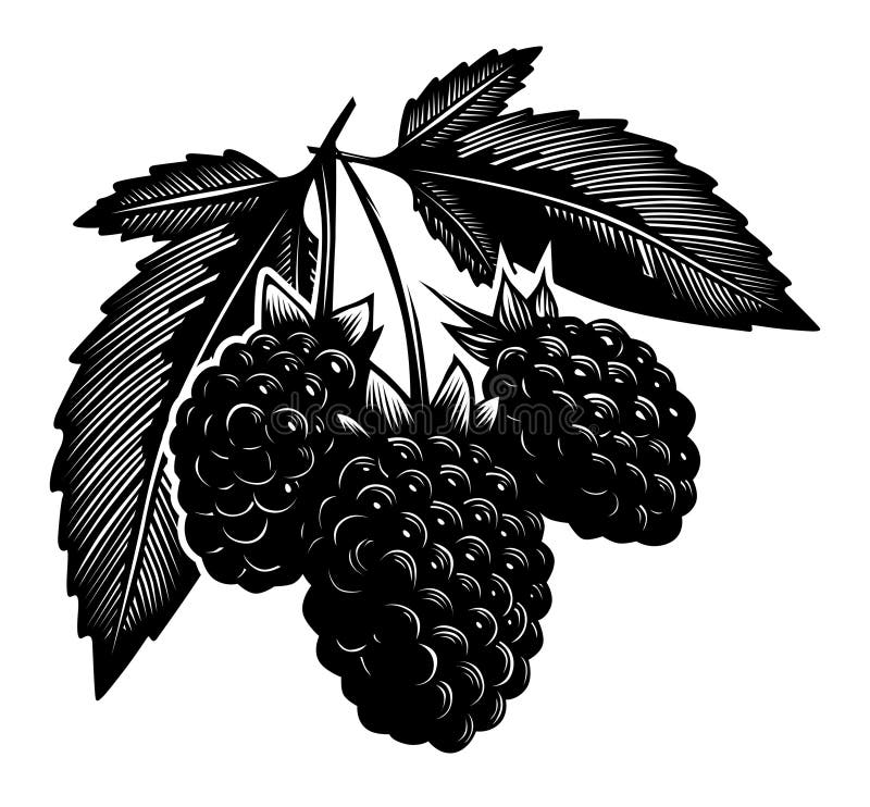 Berries bush stock vector. Illustration of black, juicy - 19605990