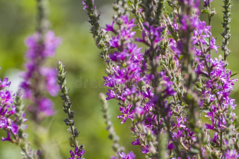 Berries on a Bush Near the River Alberche in Spain Stock Image - Image ...